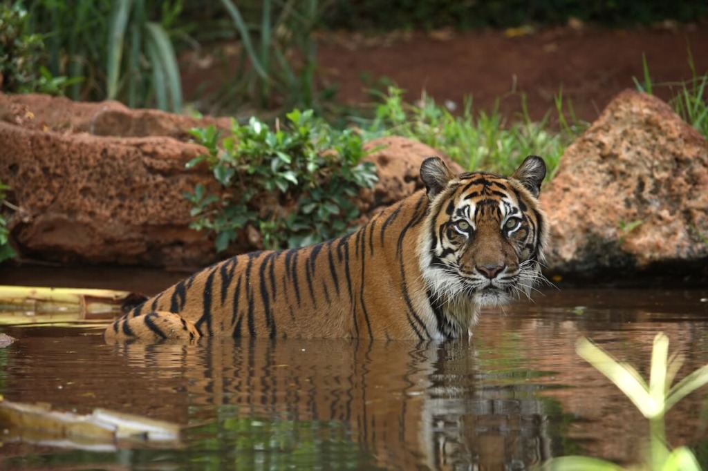 Sumatran Tiger - Honolulu Zoo Society